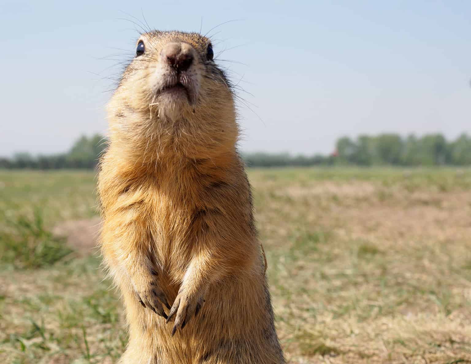 7 Quick and Effective Ways to Get Rid of Gophers on Your Property - A-Z ...