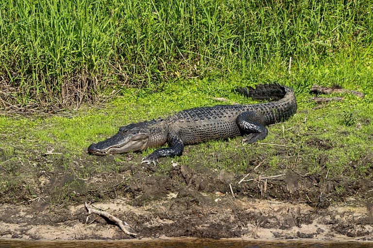 Discover The 5 Largest Alligators Ever Found in Florida - A-Z Animals