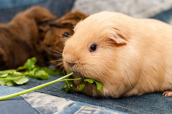 The 19 Best Pets for Small Spaces - A-Z Animals Slideshows