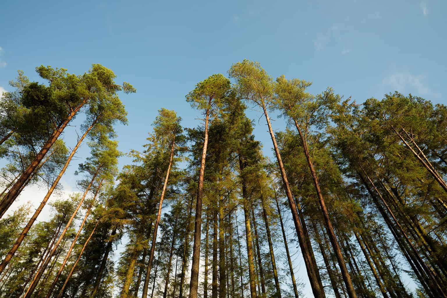 Discover the 10 Tallest Trees In England - A-Z Animals