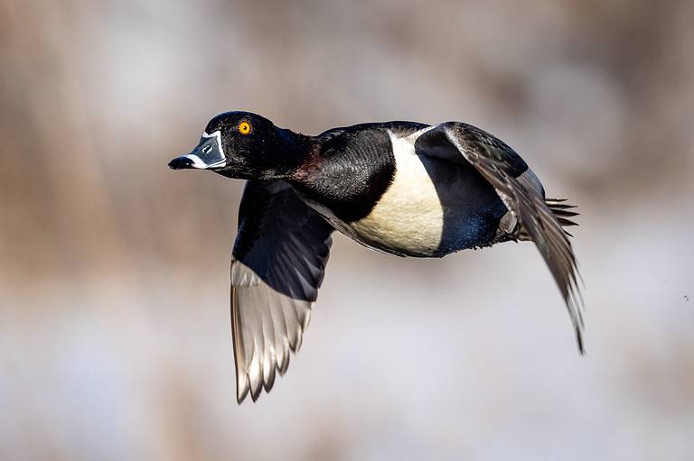 28 Types of Ducks in North America - A-Z Animals
