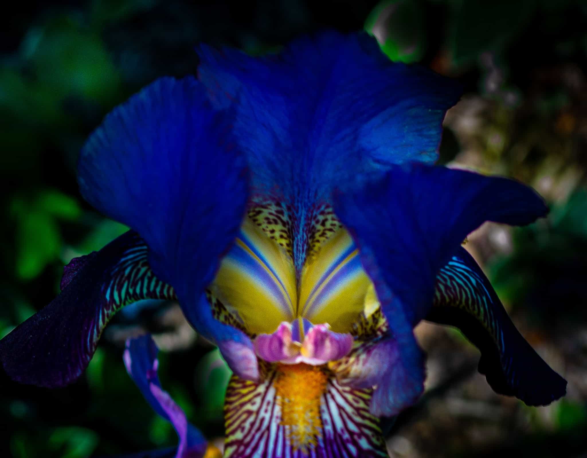25 Beautiful Flowers That Start With Z - A-Z Animals