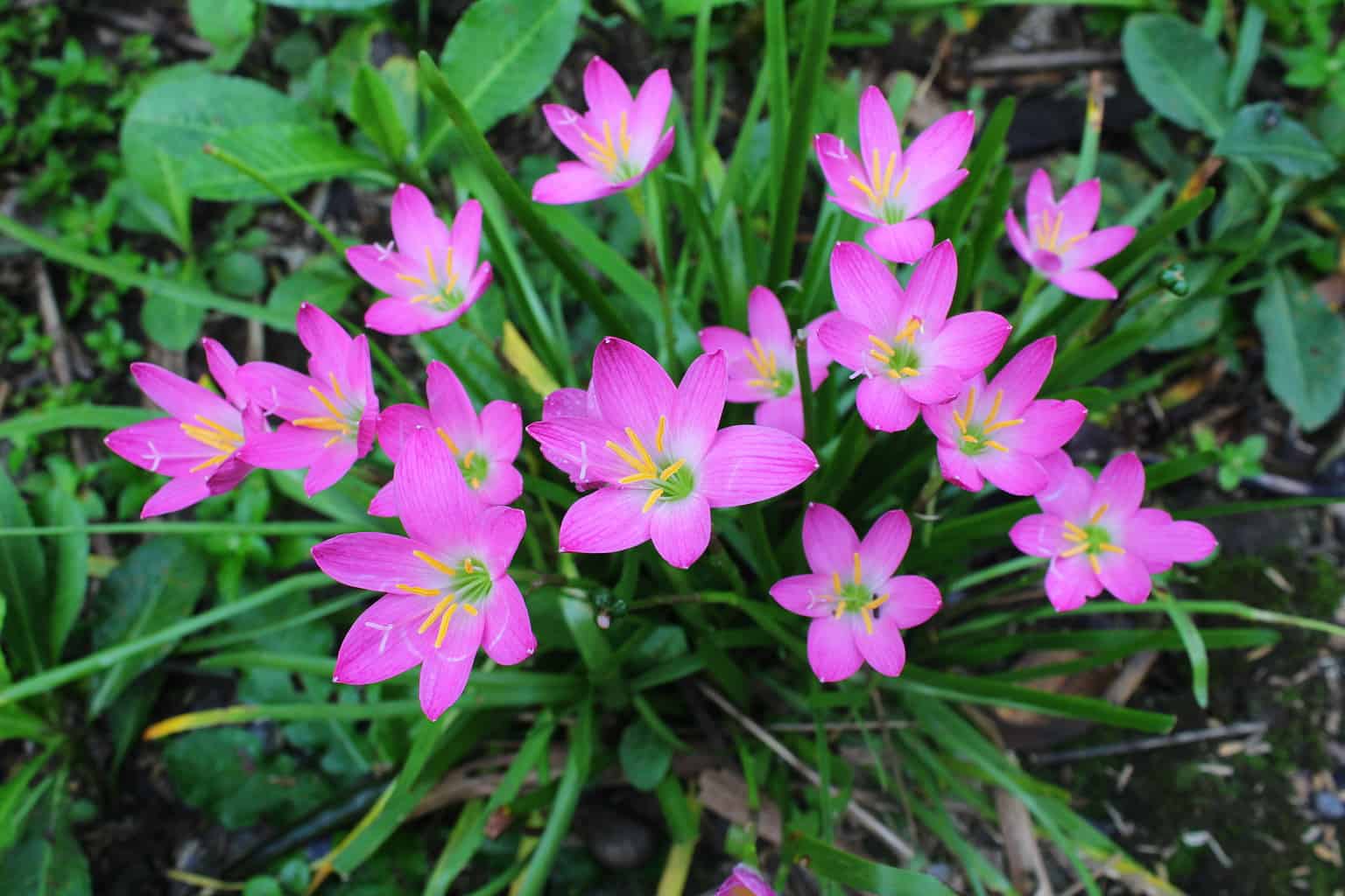 25 Beautiful Flowers That Start With Z - A-Z Animals