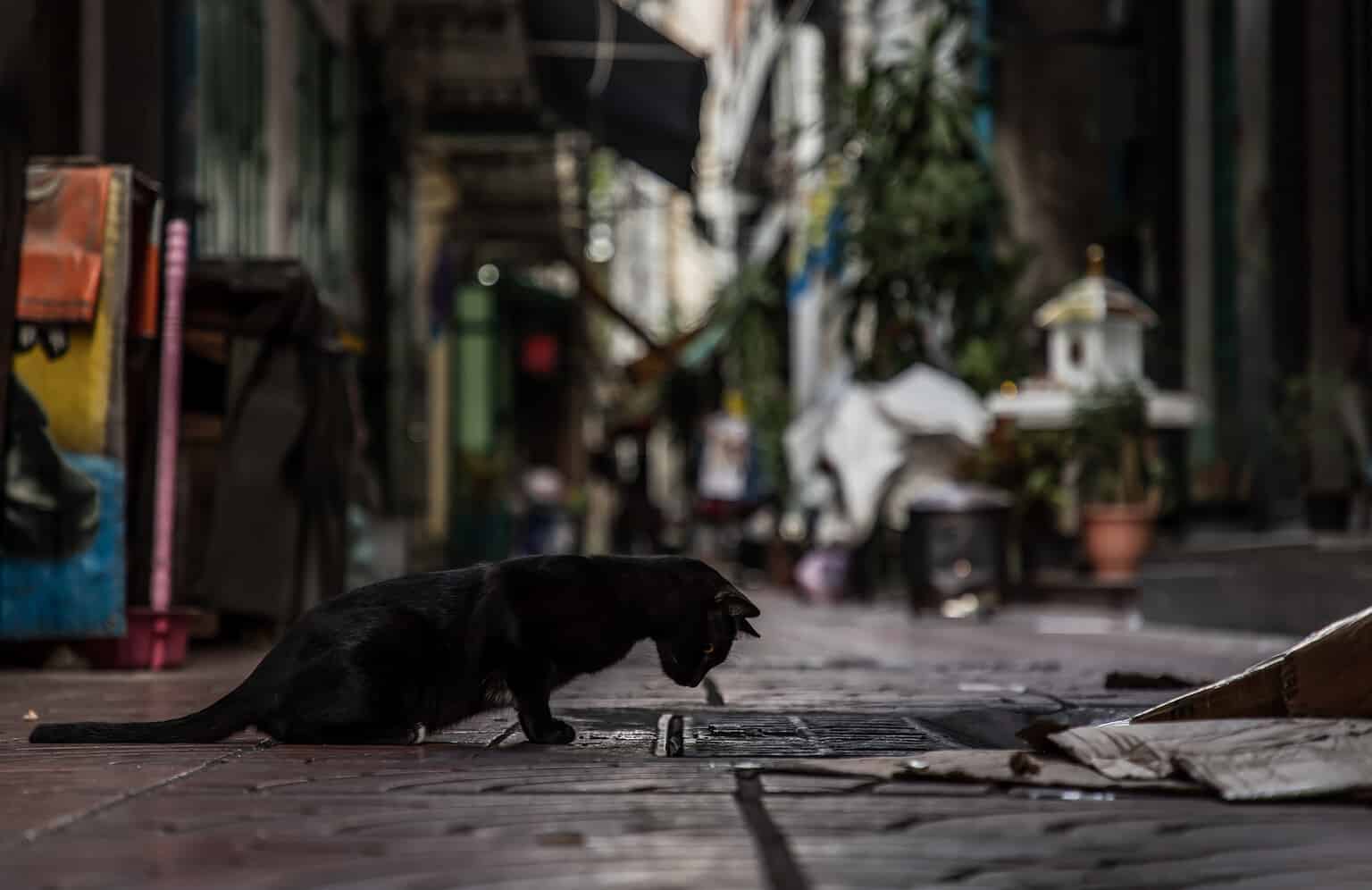 8 Natural Ways to Get Rid of Stray Cats (and Prevent Them from ...