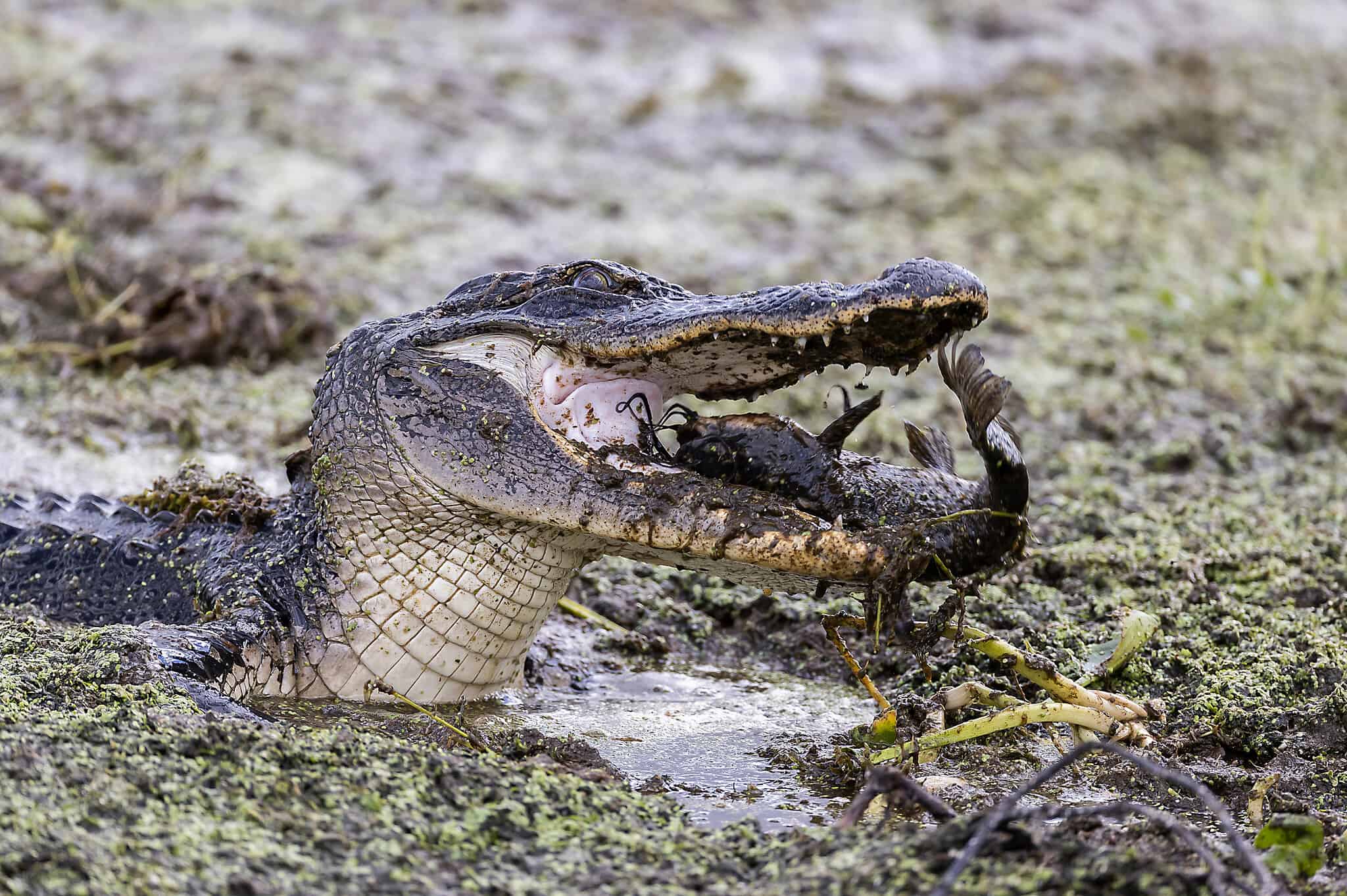 Great White Shark vs. American Alligator: Which Would Win in a Fight ...