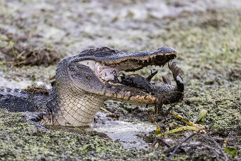 The Top 11 Most Alligator-Infested Rivers In the United States - A-Z ...