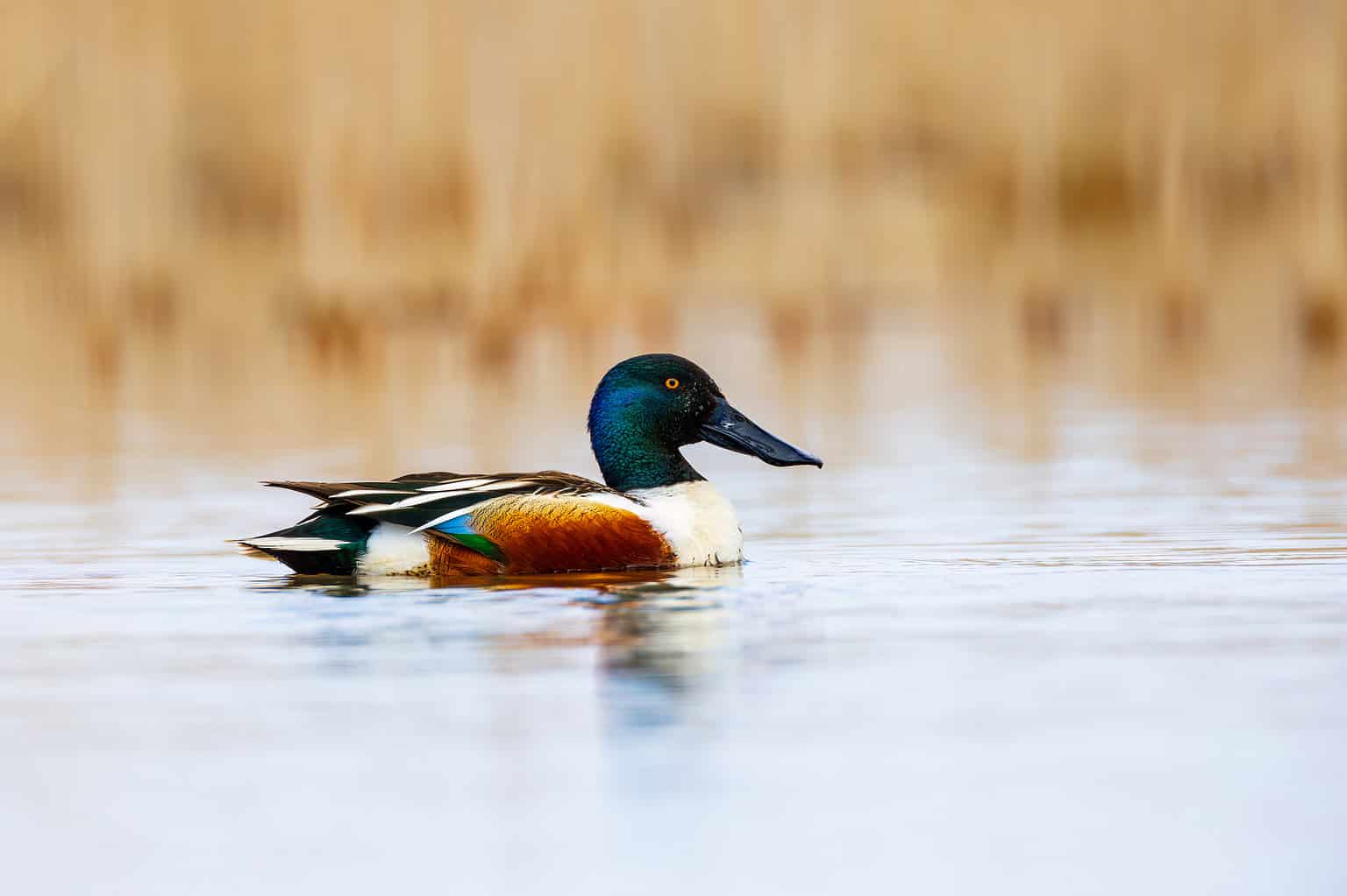 29 Birds That Spend Their Winters in Maryland - A-Z Animals