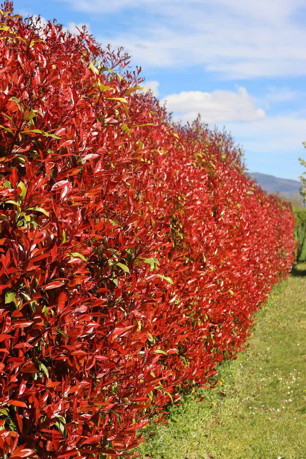 12 Shrubs Perfect for Zone 8 Shade Gardens - A-Z Animals