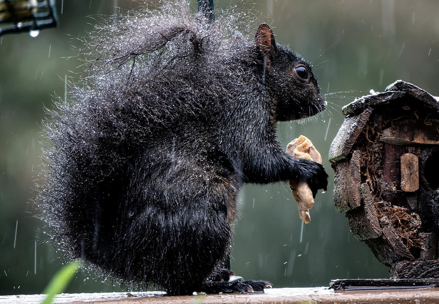 What Causes Black Squirrels and How Rare Are They? - A-Z Animals