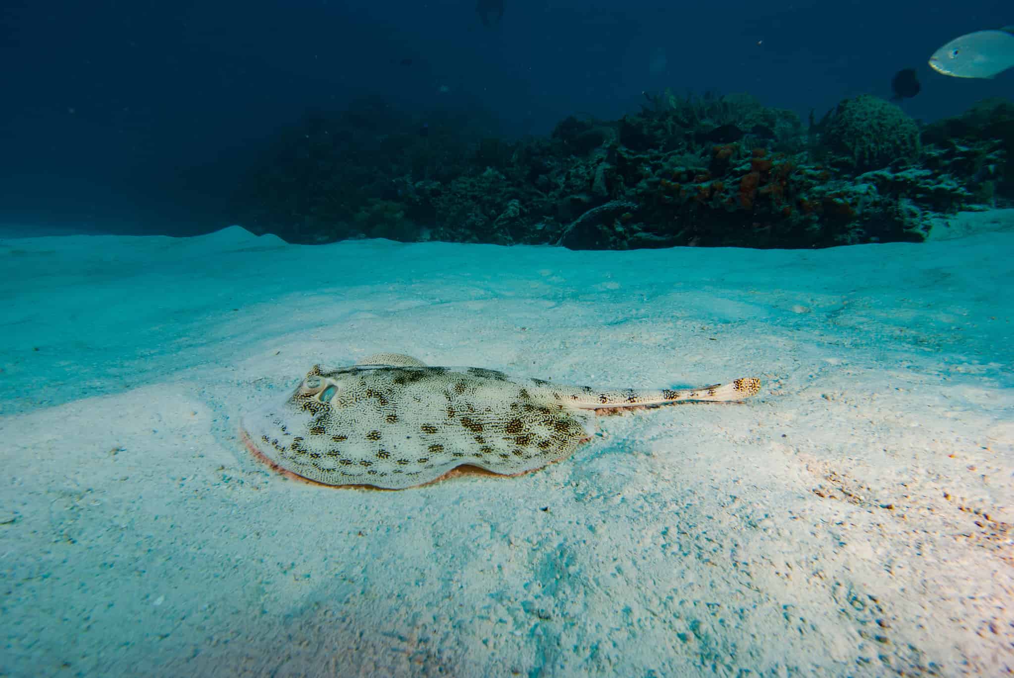 Dangerous Animals Hiding at the Beach - A-Z Animals