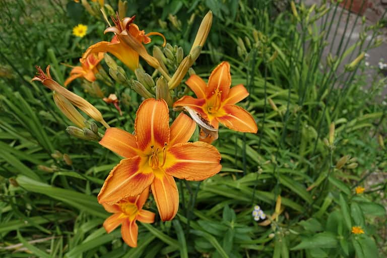 15 Insulting Flowers That Represent Hatred and Dislike - A-Z Animals