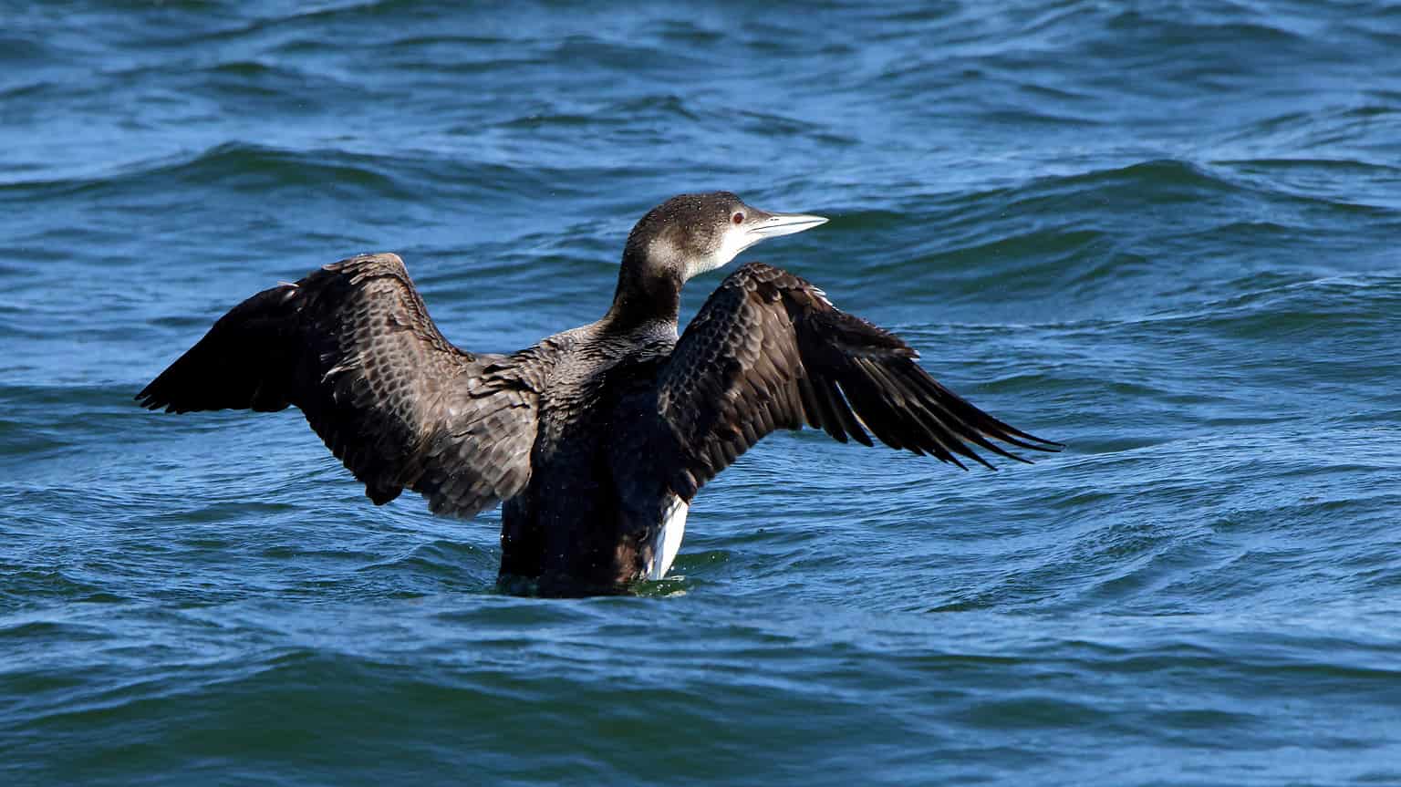 Discover the Official State Bird of Minnesota - A-Z Animals