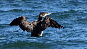 Discover the Official State Bird of Minnesota - A-Z Animals