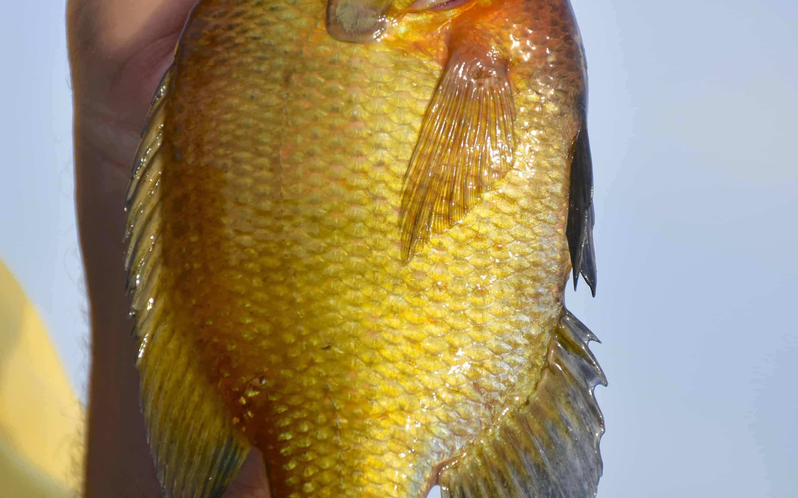 Freshwater Sunfish Animal Pictures | A-Z Animals