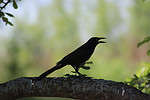 How to Attract Ravens to Your Yard: 13 Effective Methods & Benefits - A ...