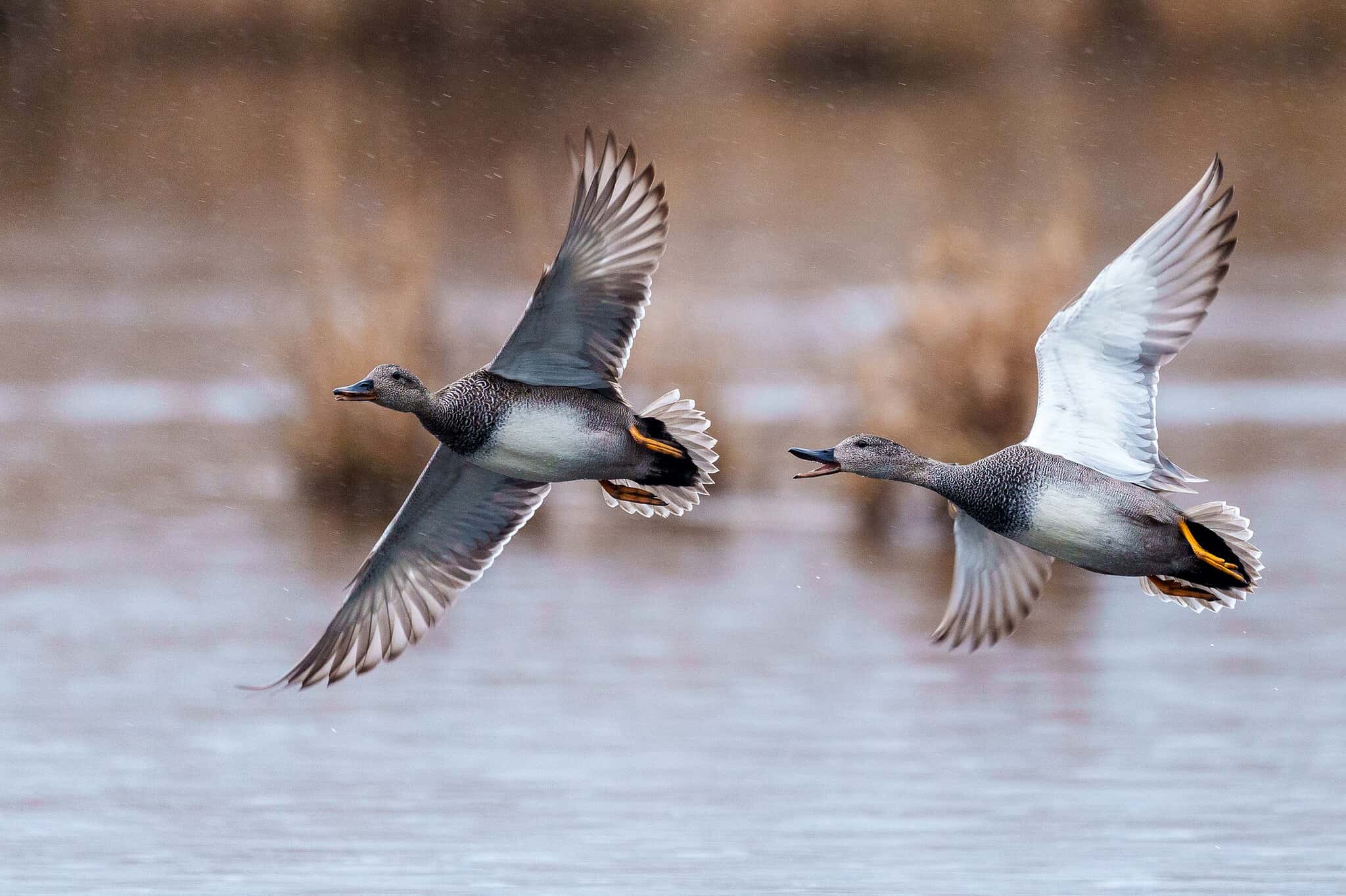 The 10 Weirdest and Most Wild Animals Phobias - A-Z Animals