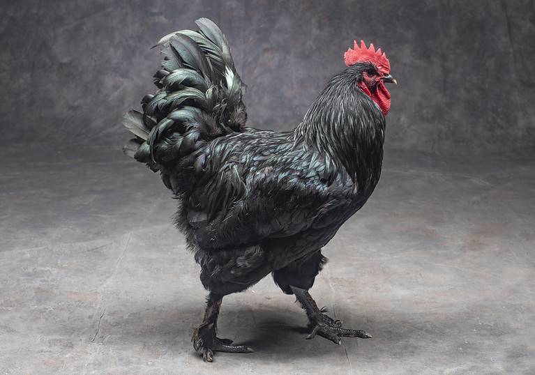 21 Beautiful Black Chicken Breeds - A-Z Animals