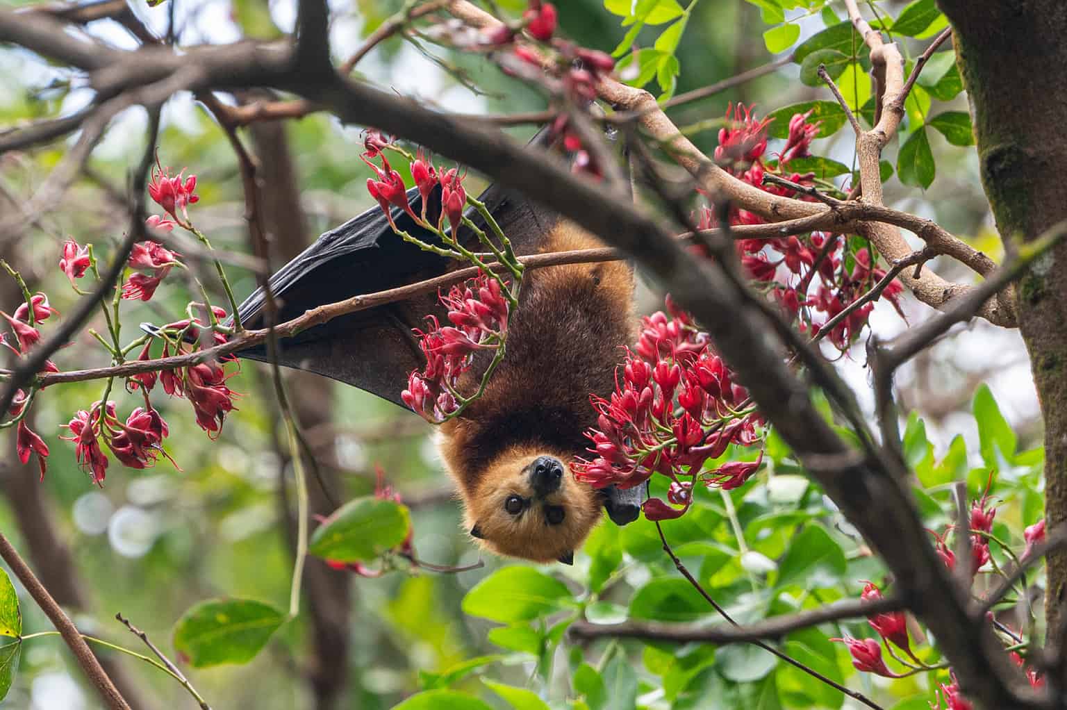 What Do Bats Eat In The Winter? 5 Common Foods - A-Z Animals