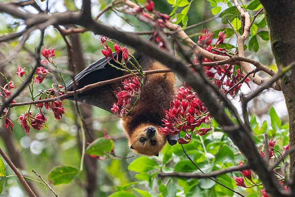 What Do Bats Eat In The Winter? 5 Common Foods - A-Z Animals
