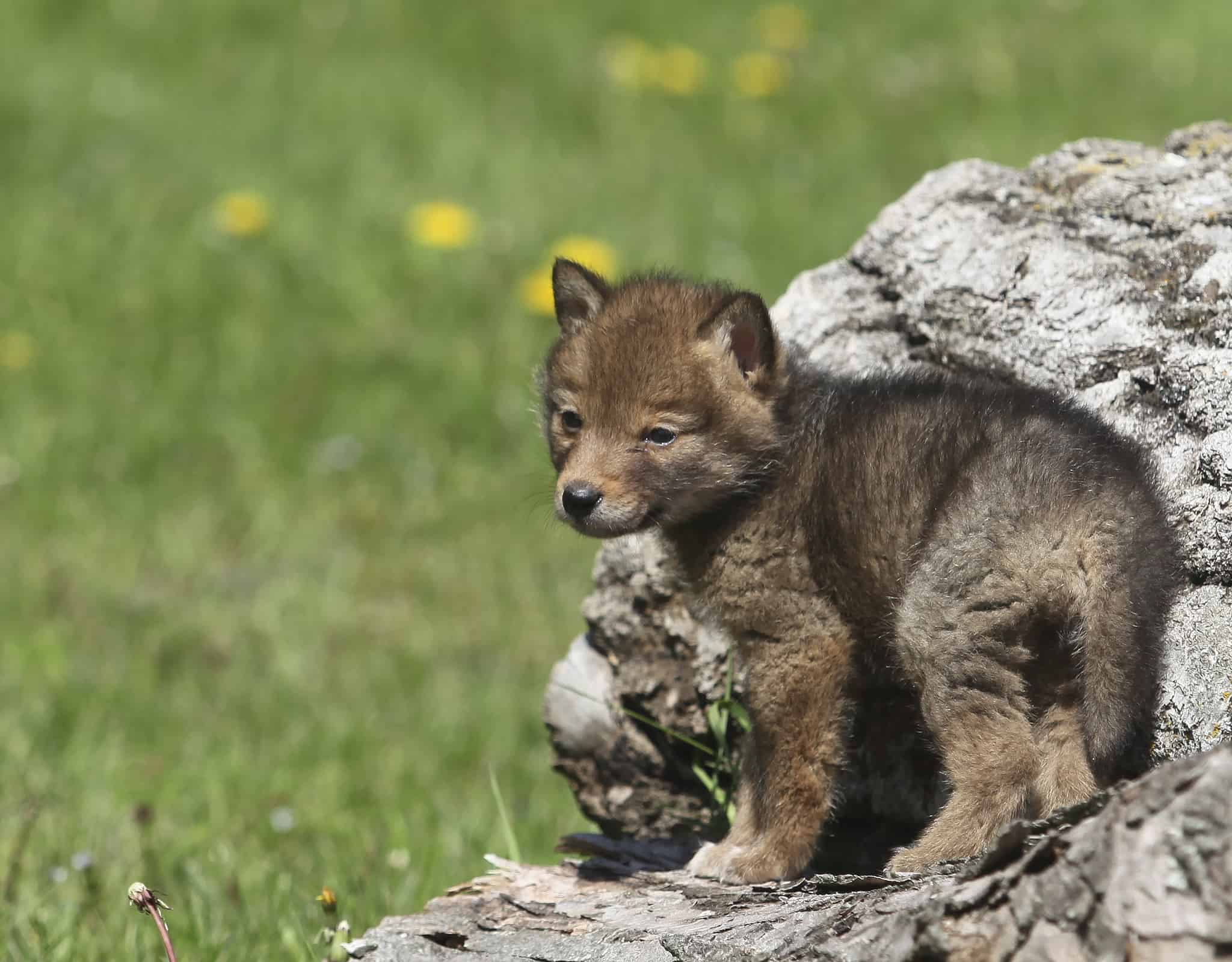 Coyotes in Michigan: Common Locations, Hunting Rules, and More - A-Z ...