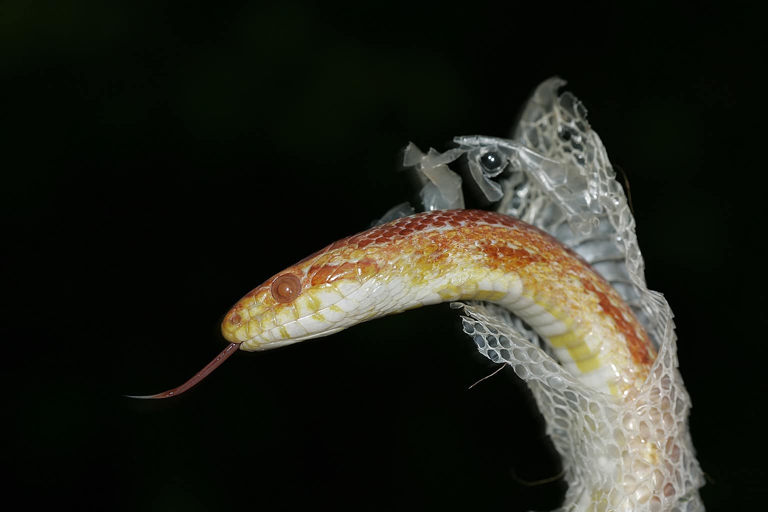 The Blue-Eyed Warning Sign That Means a Snake Is About to Shed - A-Z ...