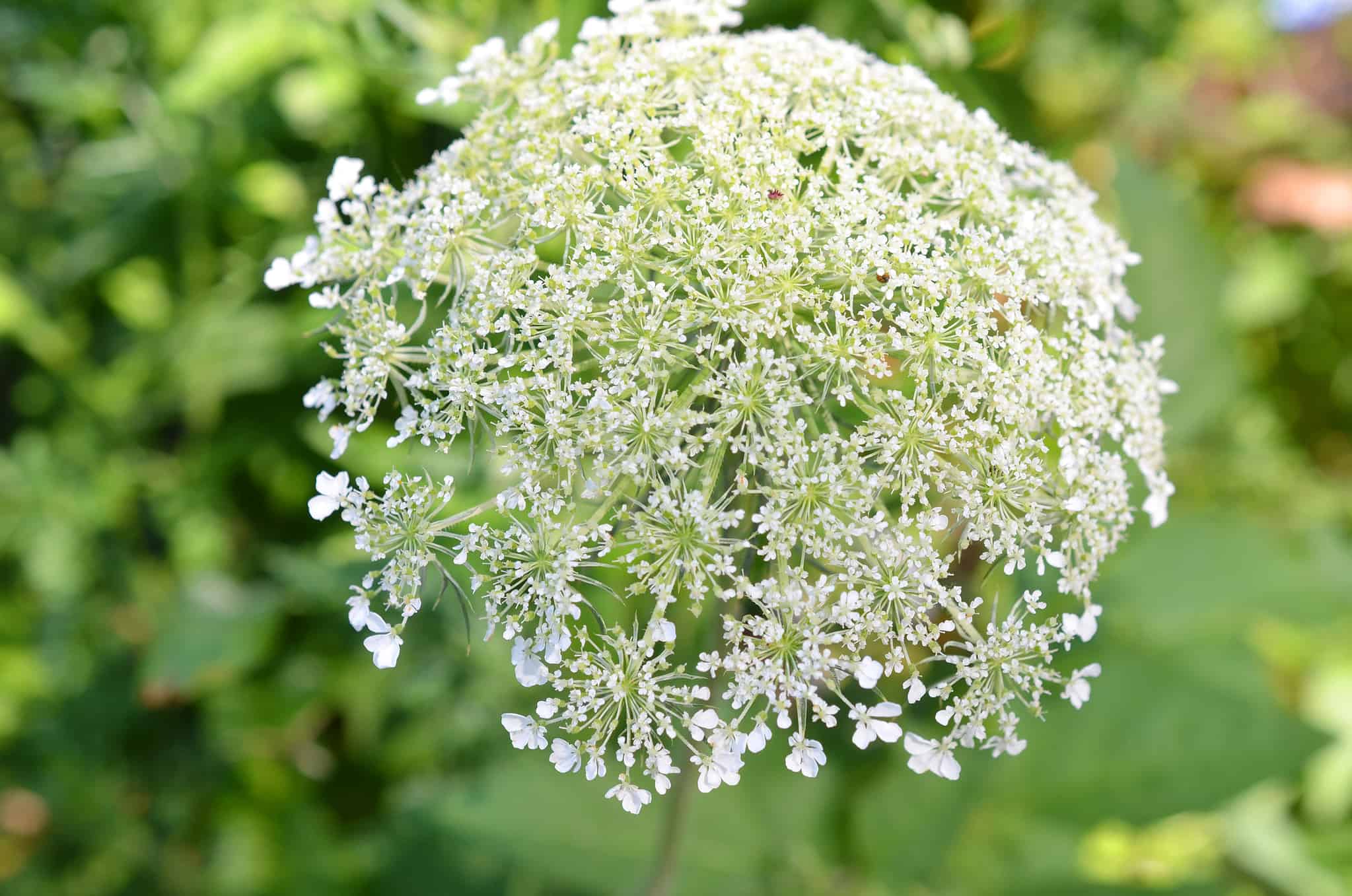 20 Late-Blooming Perennial Flowers That Peak in August - A-Z Animals
