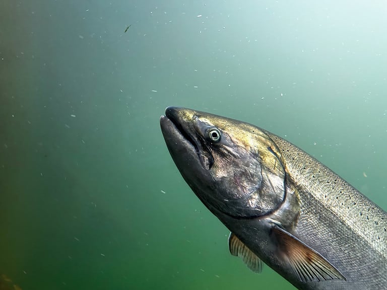Discover the Official State Fish of Oregon (And Where You Can Catch ...