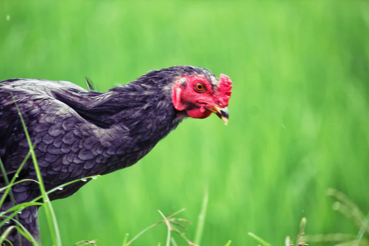 Malay Chicken: Origin, Characteristics, Price, and More! - A-Z Animals