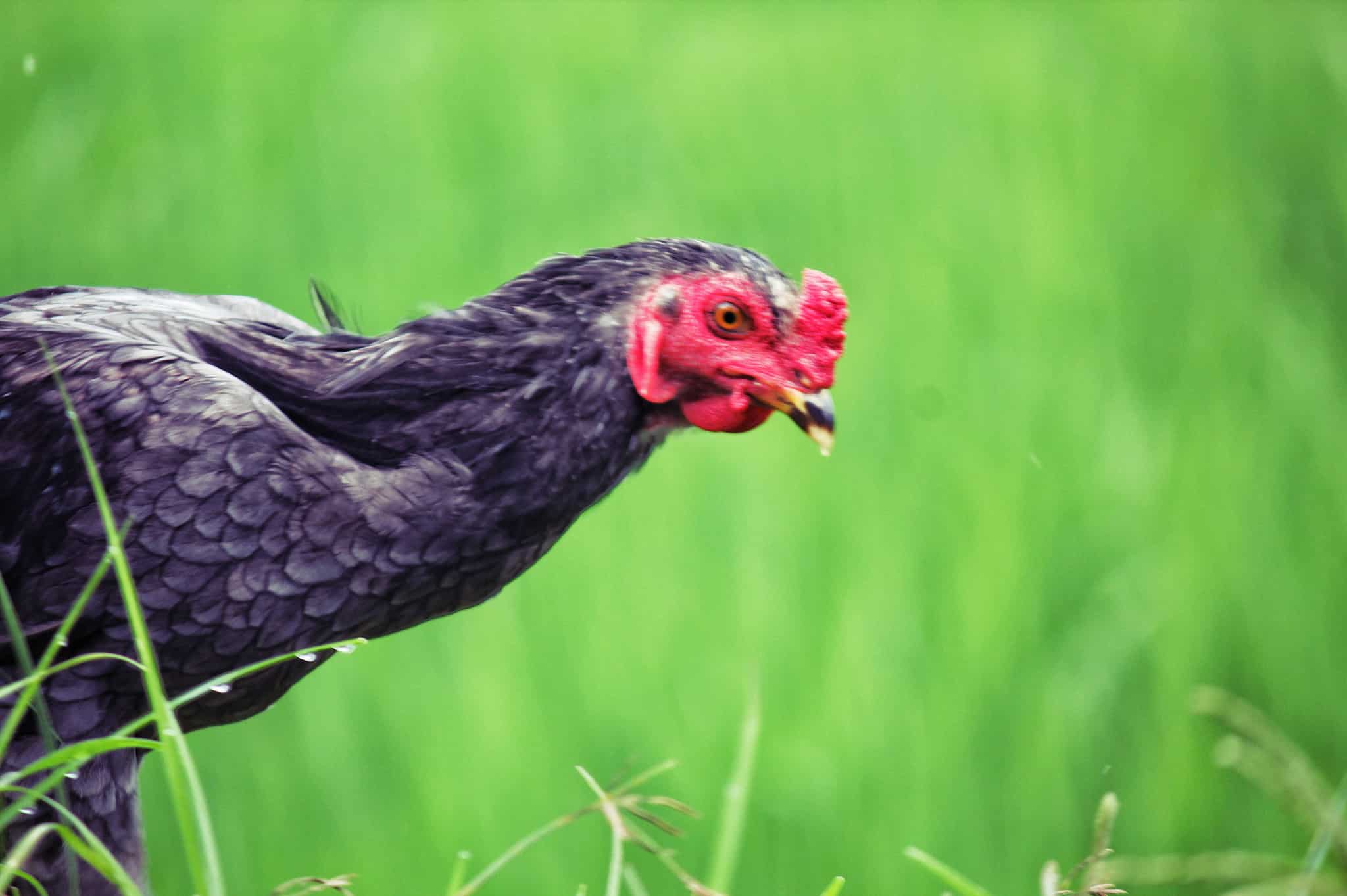 Malay Chicken: Origin, Characteristics, Price, and More! - A-Z Animals