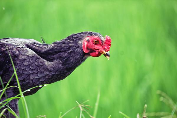 Malay Chicken: Origin, Characteristics, Price, and More! - A-Z Animals