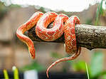 Where Is a Snake's Heart? 5 Amazing Facts About Their Anatomy - A-Z Animals