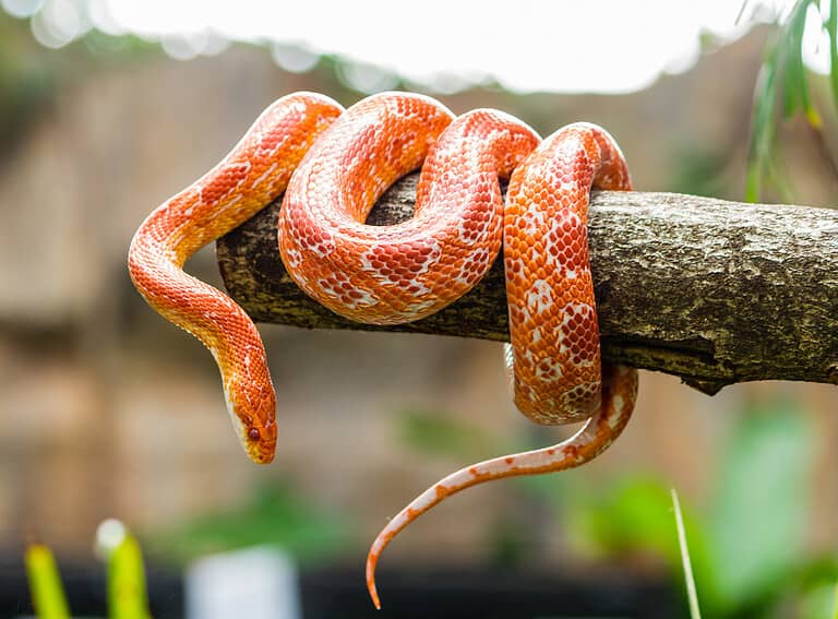 The 11 Best Pet Snakes for Beginners (Safe and Low Maintenance!) - A-Z ...