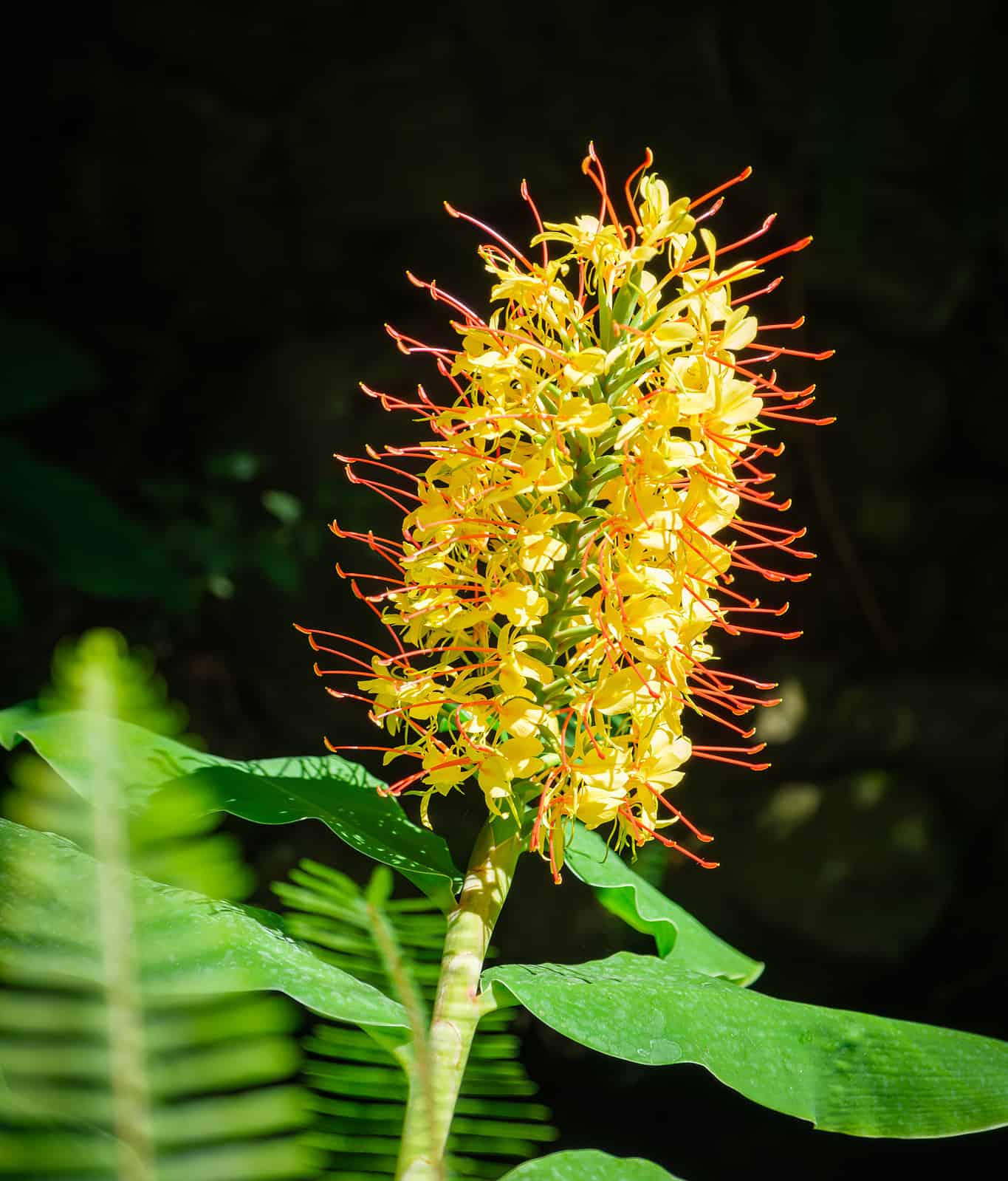 The 18 Best Flowers to Plant in Hawaii for Stunning Blooms