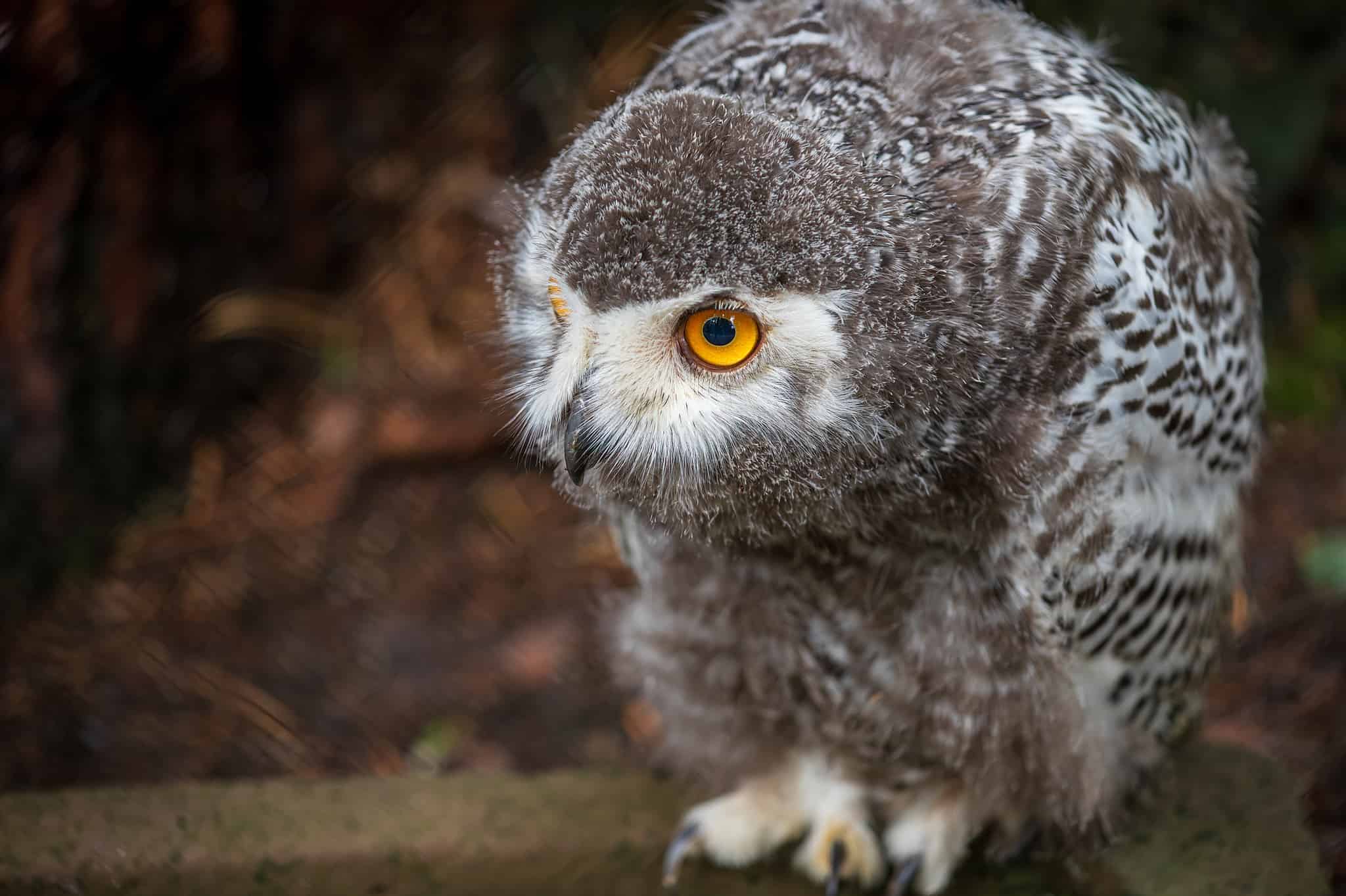 Baby Owl: 8 Adorable Pictures and 10 Amazing Facts - A-Z Animals