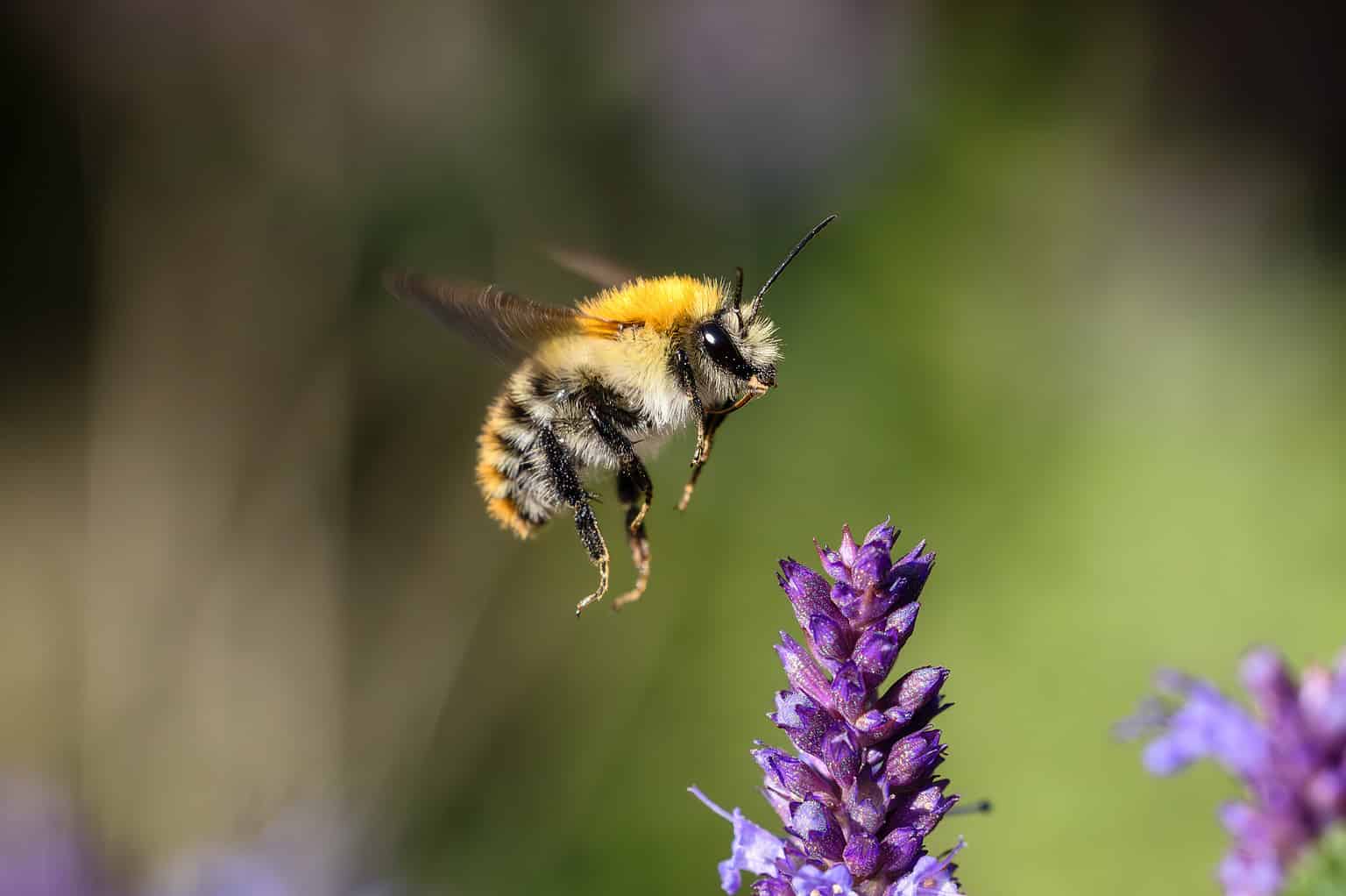Meet the 10 Bee Species of the U.S.: Champions of Pollination and the ...