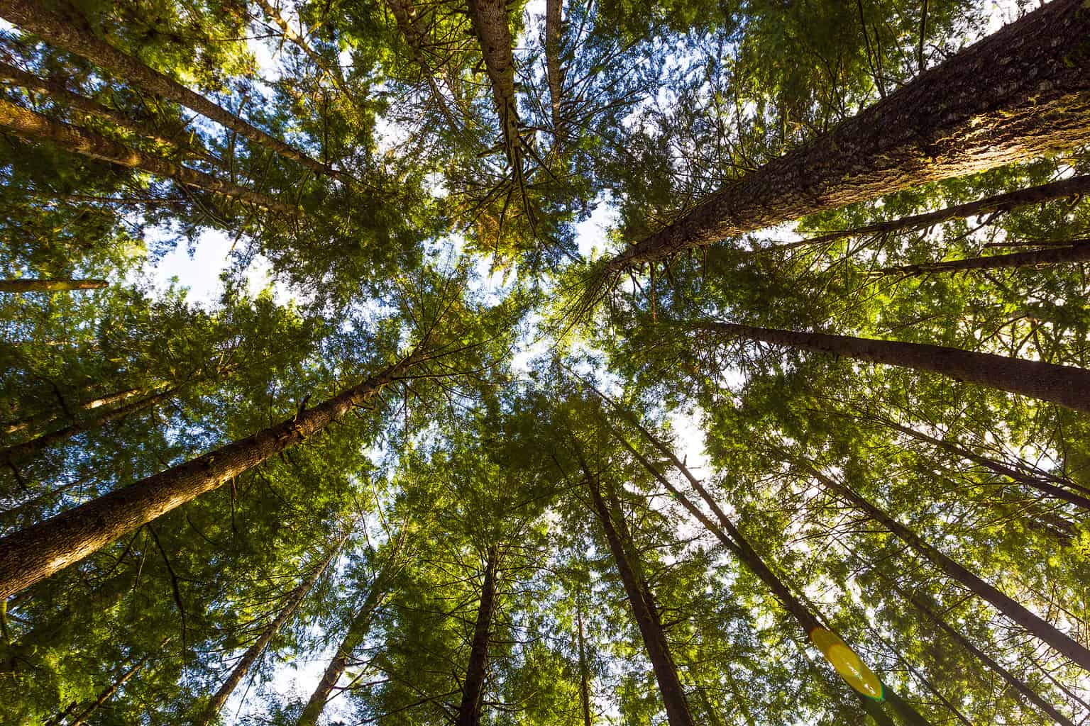 Western Hemlock vs. Eastern Hemlock Tree: 4 Differences Between These ...