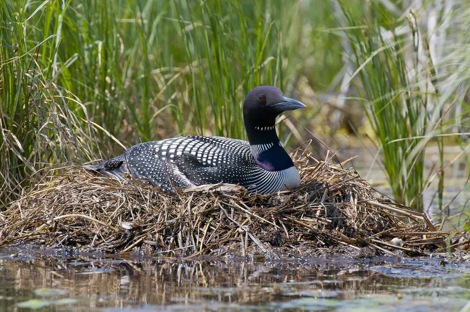 This Iconic Minnesota Bird Needs a Football Field of Water Just to Take ...