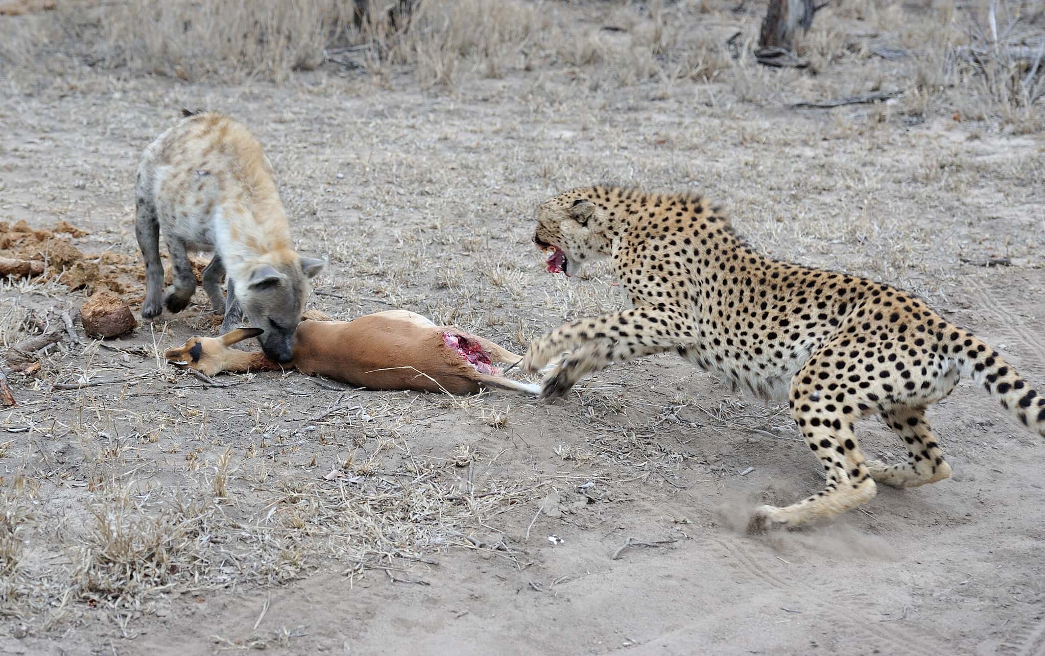 The 25 Most Amazing Cheetah Facts - A-Z Animals Slideshows