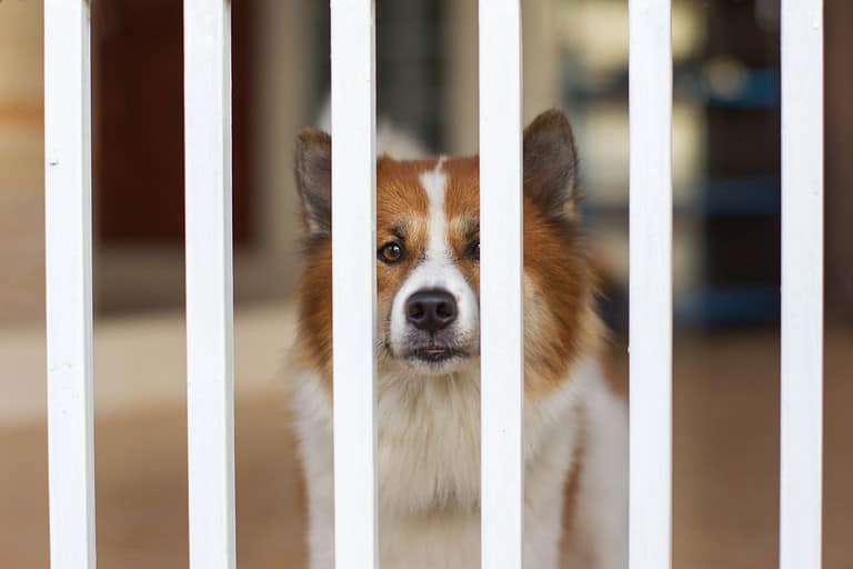 Emergency Intervention: How to Safely Break Up a Dog Fight - A-Z Animals