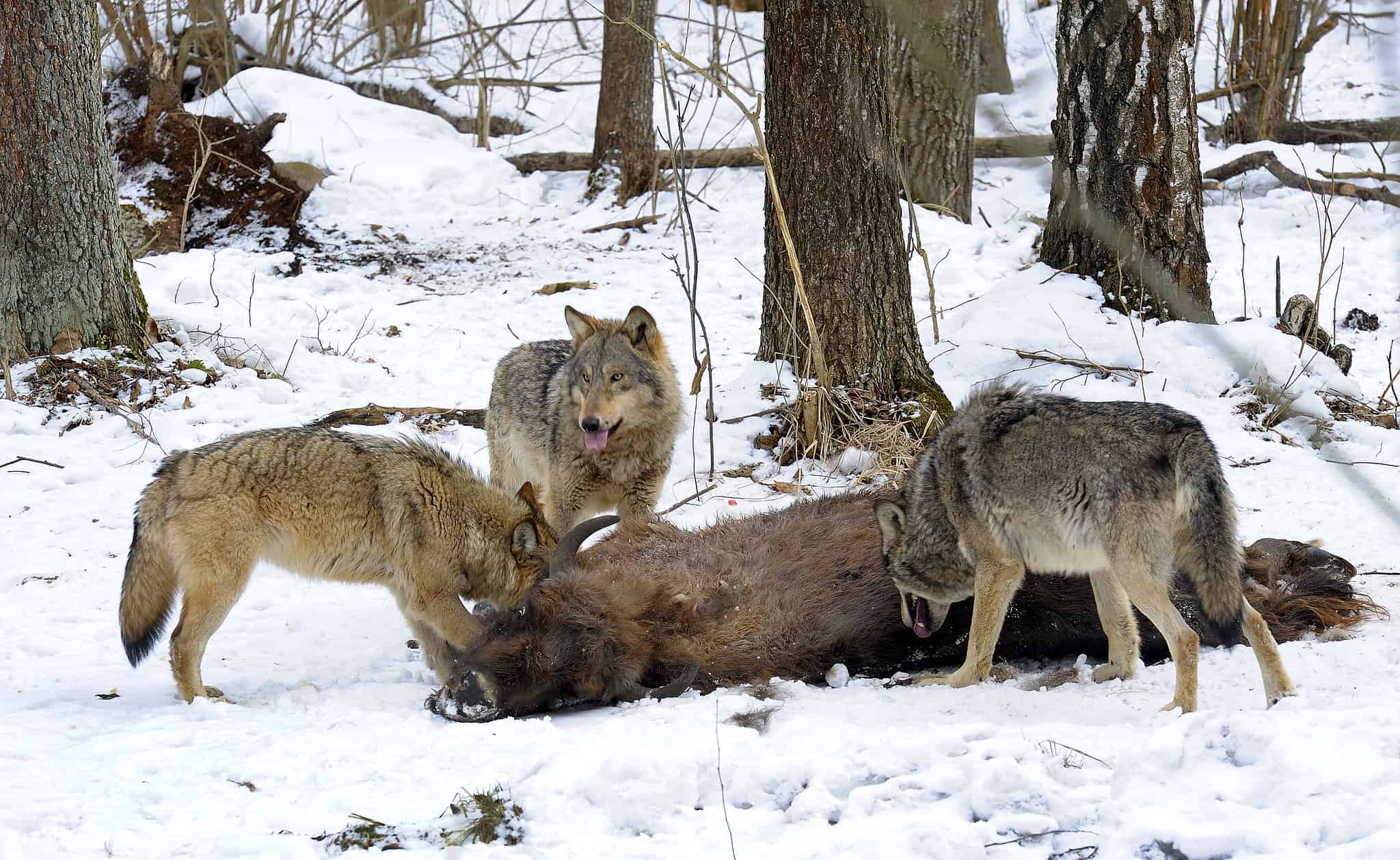 What Do Wolves Eat? - A-Z Animals
