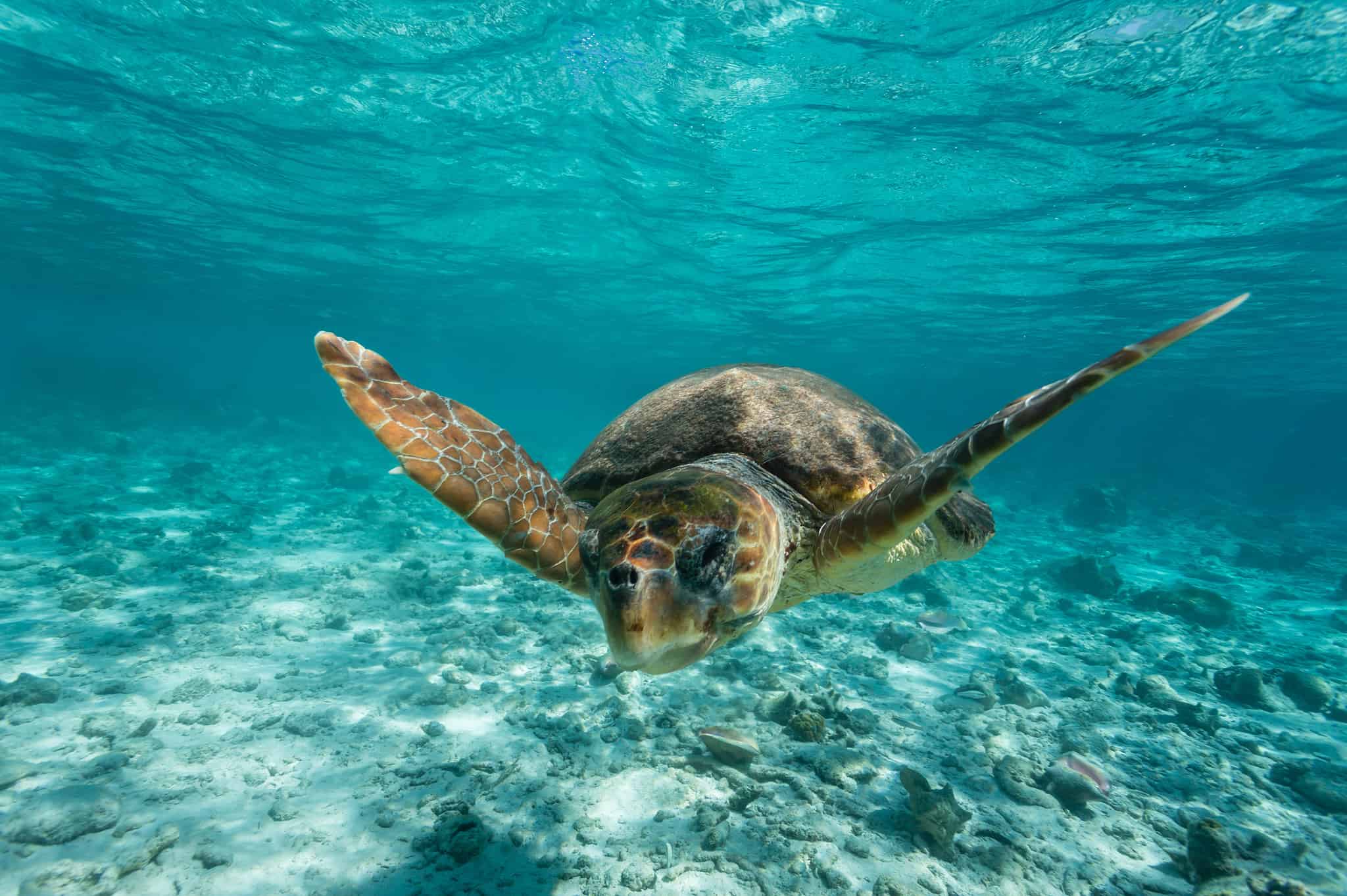 The 15 States Where Sea Turtles Make Their Nests - A-Z Animals