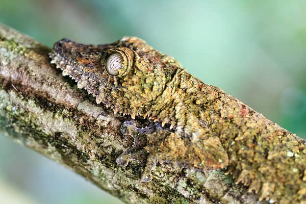 These Animals' Camouflage Capabilities are Mindblowing - A-Z Animals