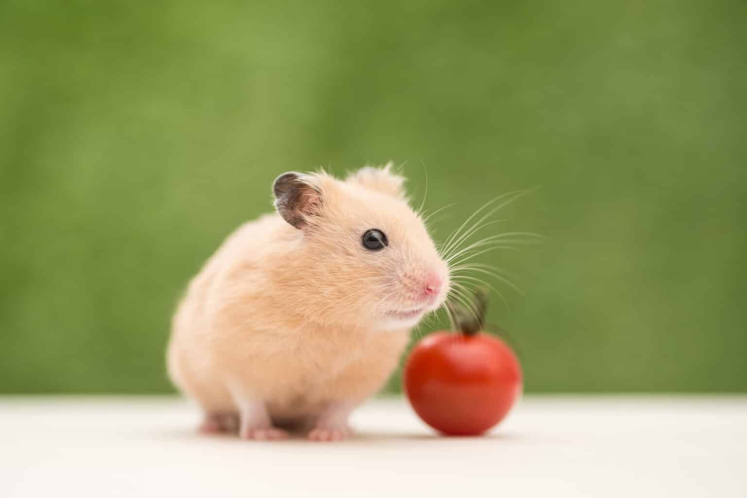 The Best and Most Complete List of 150+ Hamster Names (Male and Female ...