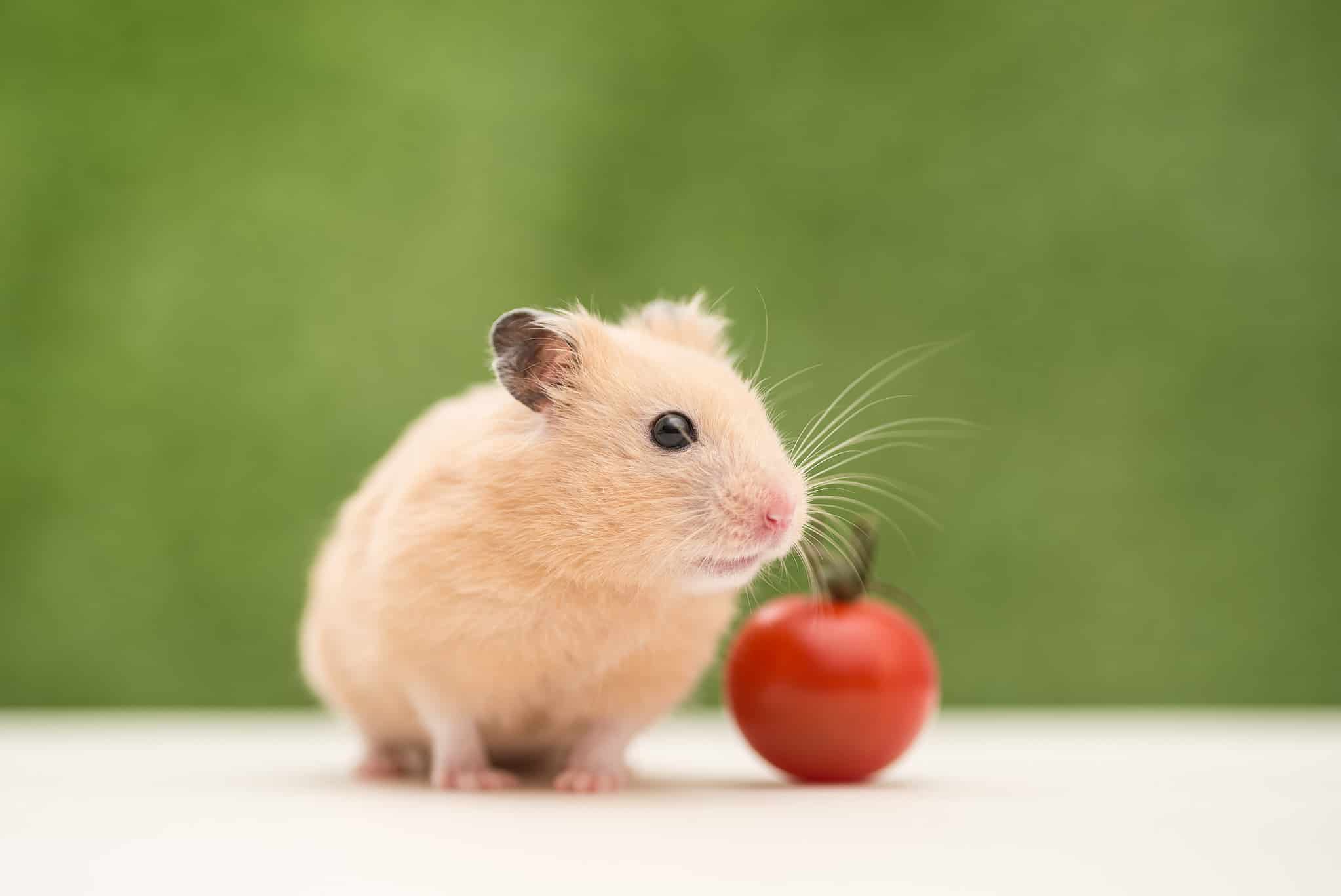 The Best and Most Complete List of 150+ Hamster Names (Male and Female ...