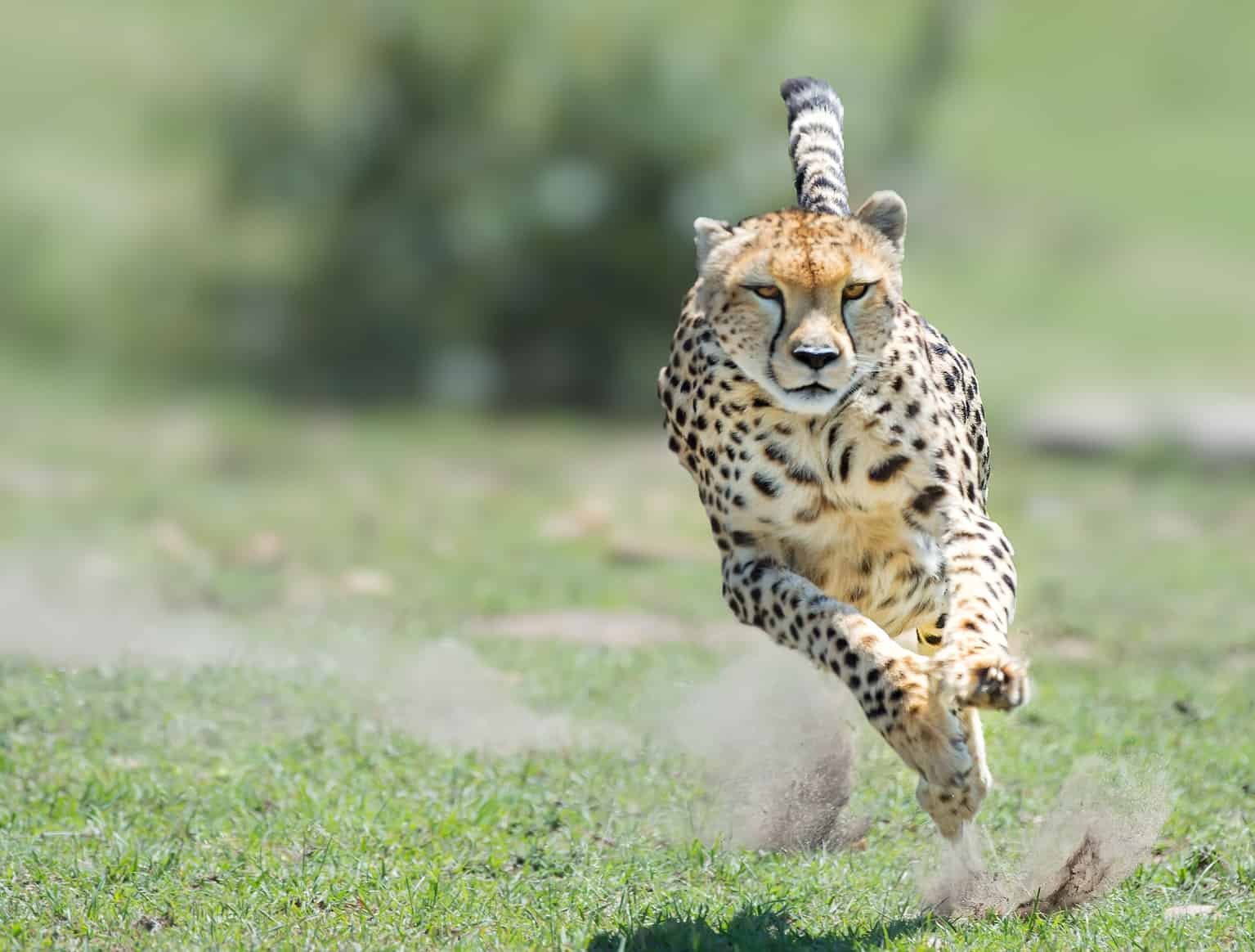 6 Animal Predators That Call the African Savanna Home - A-Z Animals