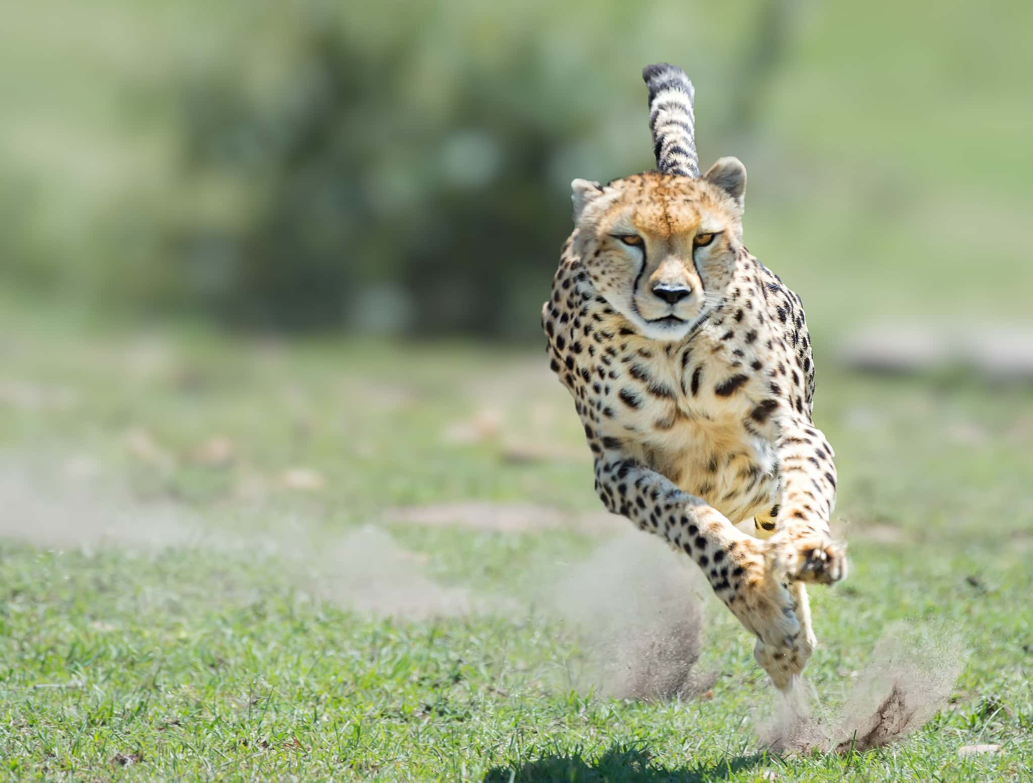 How Fast Are Snow Leopards? See Their Top Speeds Compared to Other Fast ...
