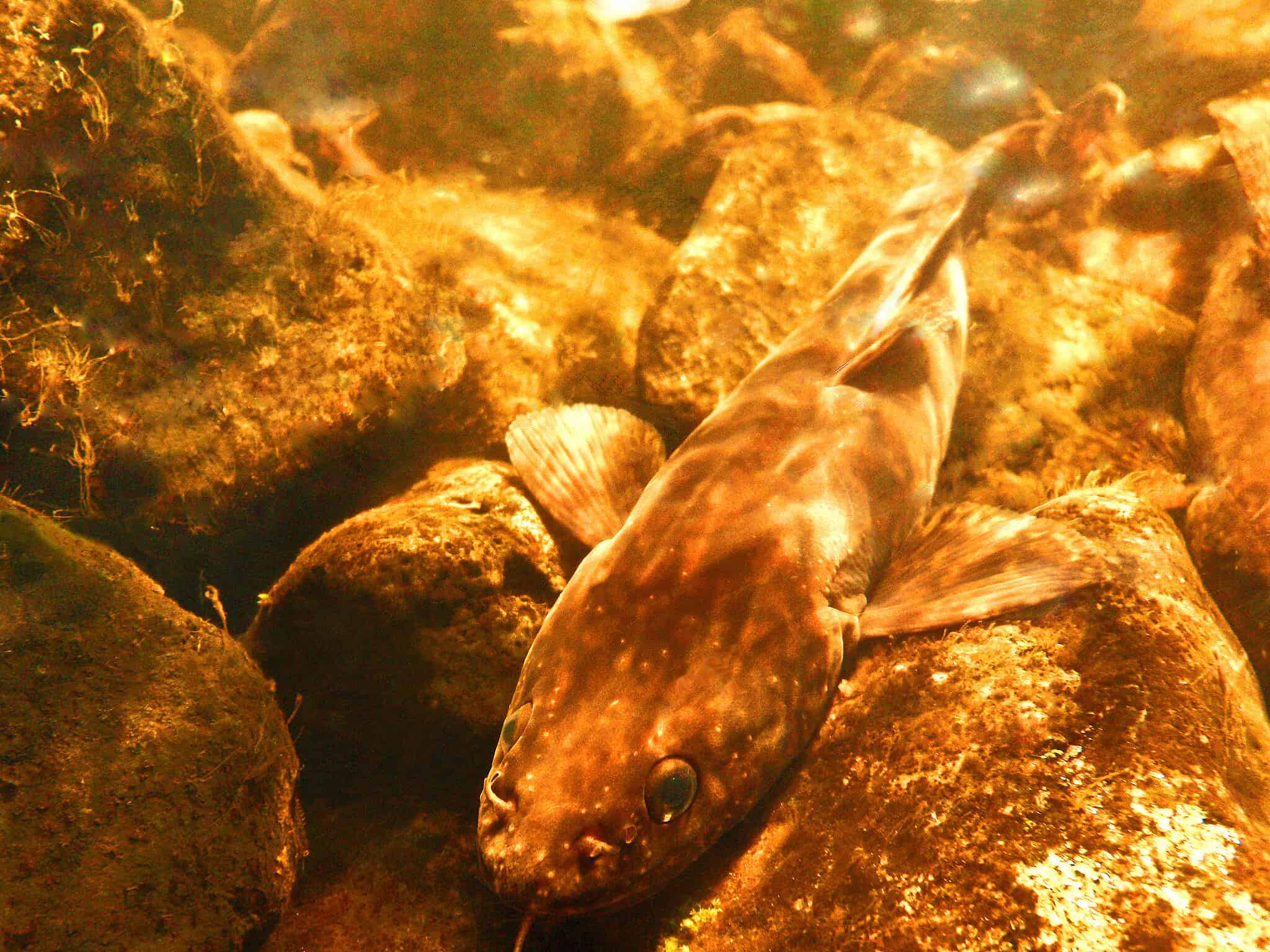The 12 Largest Fish Ever Caught in North Dakota - A-Z Animals