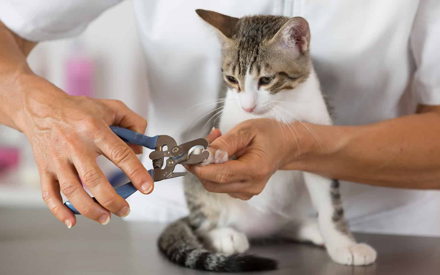 How to Trim Your Cat's Nails at Home Without Getting Scratched - A-Z ...
