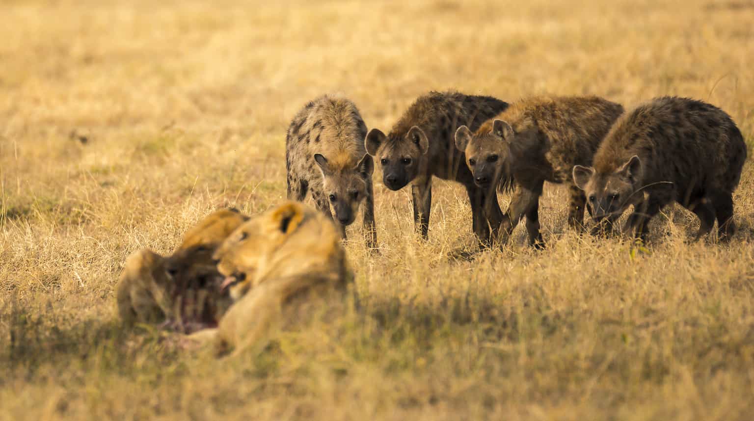 Age Of Independence - A-Z Animals