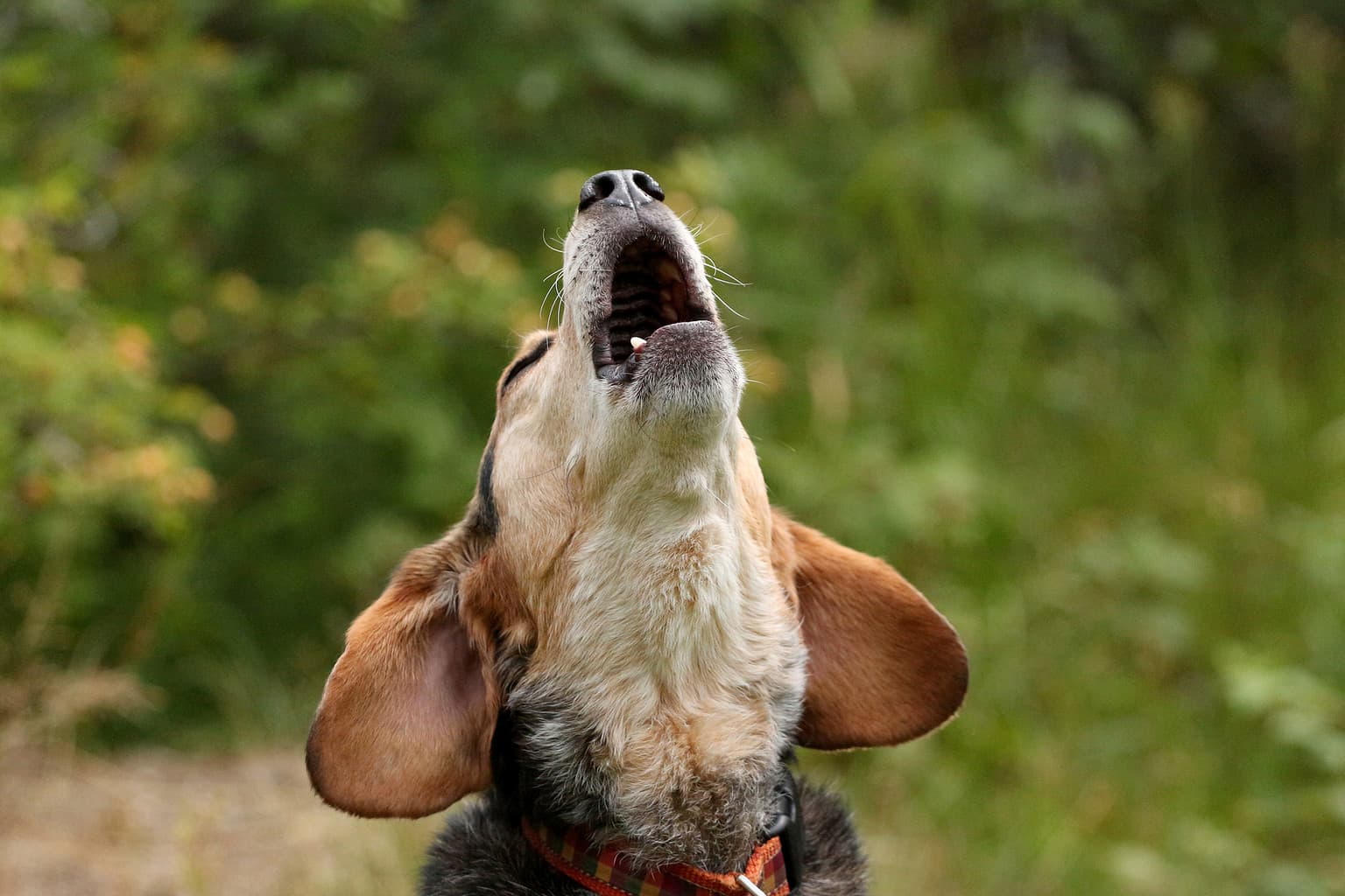 Are Beagles the Most Troublesome Dogs? 13 Common Complaints About Them ...